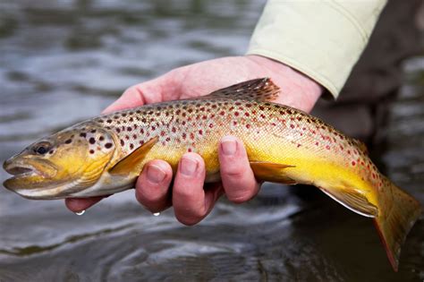 Are Brown Trout Good To Eat