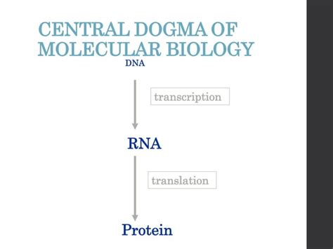 Protein Synthesisppt Programming Languages Computing