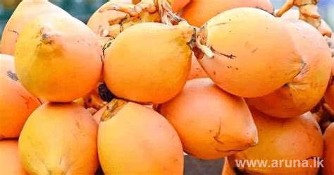 ලංකාවේ තැඹිලි ගෙඩිය ඩුබායි වැල්ලේ රු 2500යි අරුණ