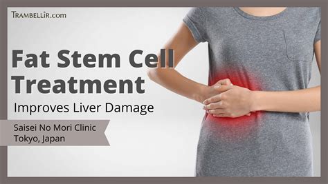 Fat Cell Stem Treatment Improves Liver Damage Trambellir