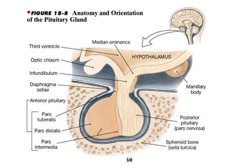 Diaphragma Sellae Separate Cerebrum And Hypophysis Anatomy Anatomy