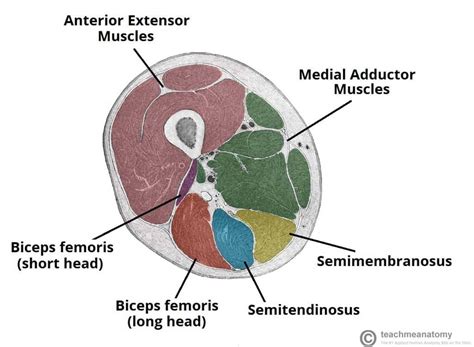 Hamstring Nerve Innervation At Kim Hey Blog
