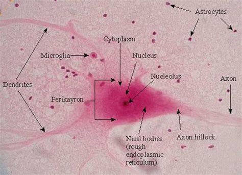 Anaxonic Neuron Slide