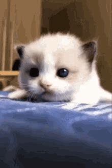 Kitten Yawning 