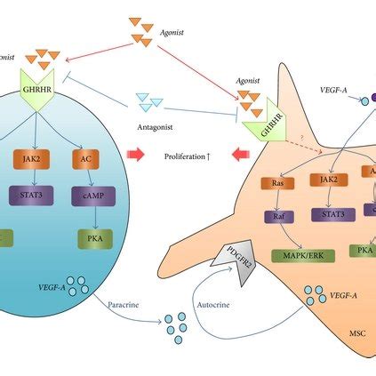 Cellular Effects Of Ghrh Analogues Ghrh Is Secreted By The Download Scientific Diagram