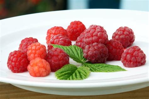 Ripe Red Raspberry Fruits Stock Image Image Of Fruits 311574799