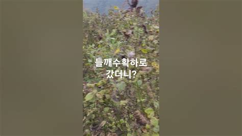들깨수확하로갔더니 들깨 들깨밭 들깨농사폭망 Youtube