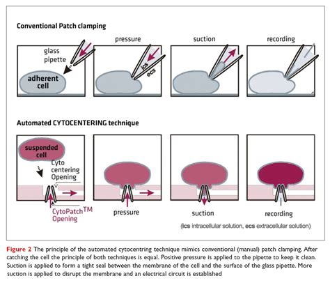 Patch Clamp Technique Slide At Daniel Bohanan Blog