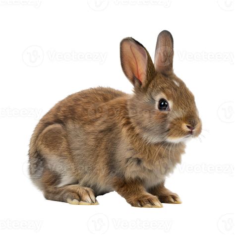 Easter Bunny Festive Rabbit With Long Ears Perfect For Easter Greetings Holiday Campaigns