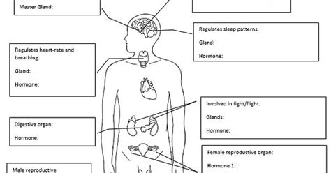 Endocrine System Blank Diagram Album On Imgur