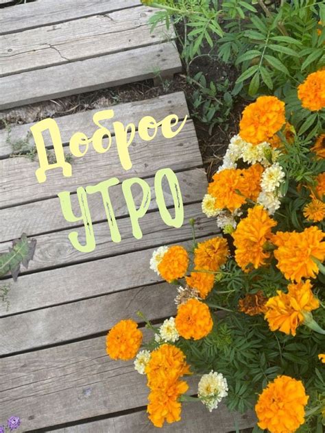 Доброе утро бархатцы доски август в 2024 г Абстрактные цветочные картины Абстрактное