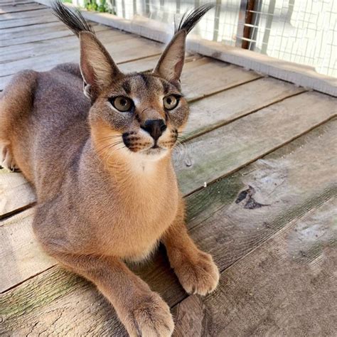 15 Cat Breeds That Look Just Like Miniature Leopards Exploring Animals