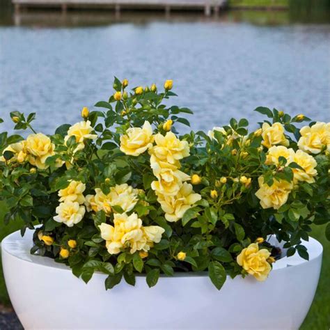 Rose Gold Pbr Carpet Rose 6 Pot Hello Hello Plants