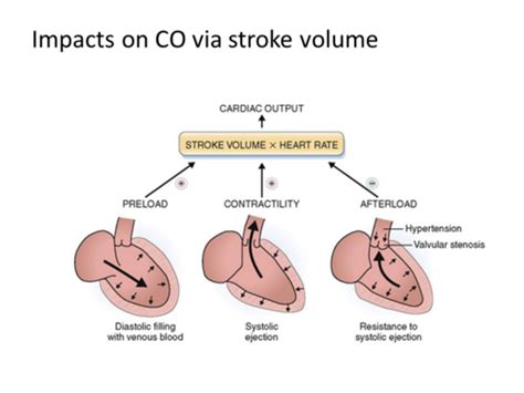 Control Of Cardiac Output Physiology Exam Flashcards Quizlet