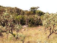 Bushveld Wikipedia