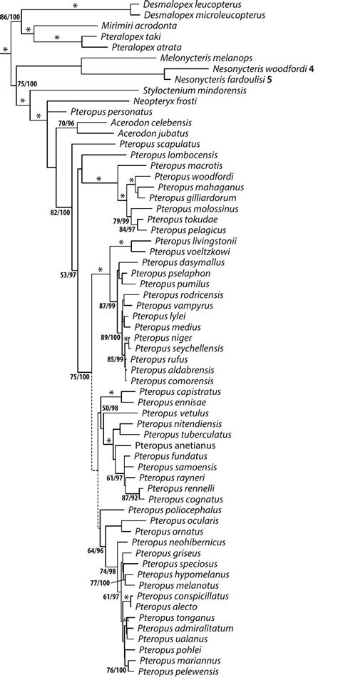 Fruit Bat Classification At Raymond Terrell Blog