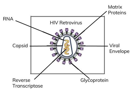 Hiv Free Notes And Practice Biology Ib Diploma Higher Level