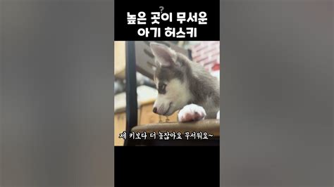 높은 곳이 무서운 아기 허스키 Youtube