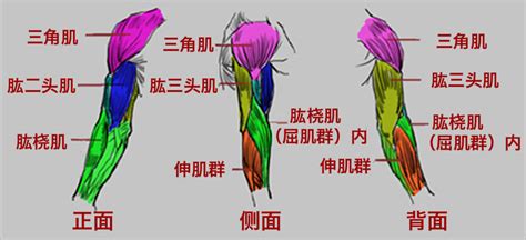 肱肌位置图 肘肌位置图 肱桡肌位置图 第2页 大山谷图库