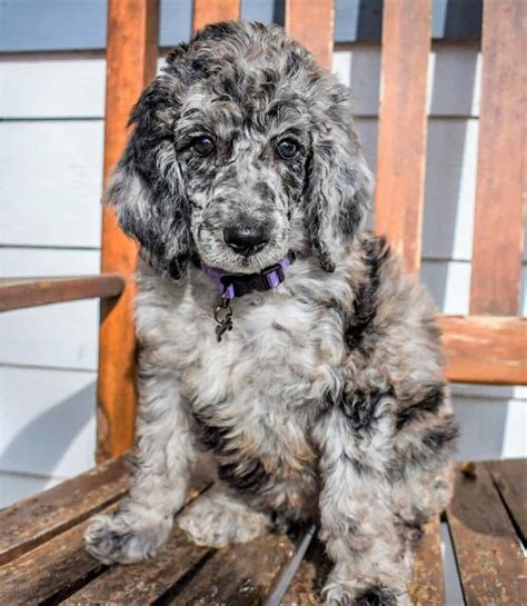 What Is A Blue Merle Poodle