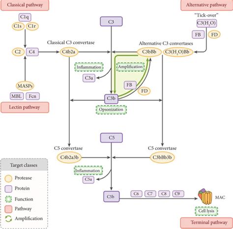 The Complement Cascade Can Be Activated In Three Proteolytic Pathways