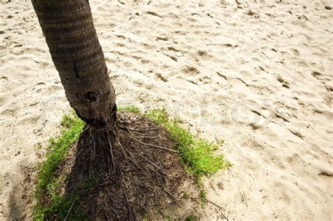 Coconut Palm Root Stock Image Colourbox