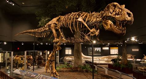 The 10 Best Dinosaur Museums In The World Ranked Paleontology World