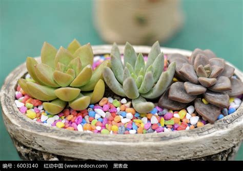多肉植物组合高清图片下载 红动中国