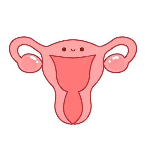 Cartoon Hand Drawn Organ Uterus Line Illustration Vector Decorative