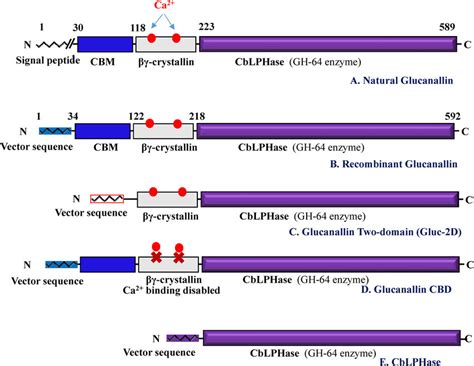 Schematic Representation Of Four Protein Constructs Used In This Work