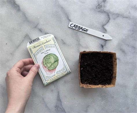 How To Plant Cabbage Seeds