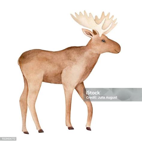 큰 아름 다운 뿔 사슴의 수채화 그림 생명 교만 힘 용기 친절 힘의 상징 손으로 그린 물 색깔 스케치 디자인에 대 한 흰색 컷아웃 클립 아트 요소에 페인트 무스 사슴과에