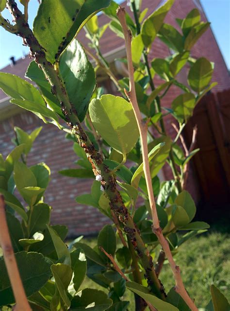 What Are These Ants Farming On My Lime Tree Landscaping