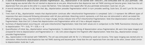 Subcellular Spatial And Temporal Features Of The Induction Of Download Scientific Diagram