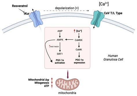 Electro Metabolic Coupling Of Cumulusoocyte Complex