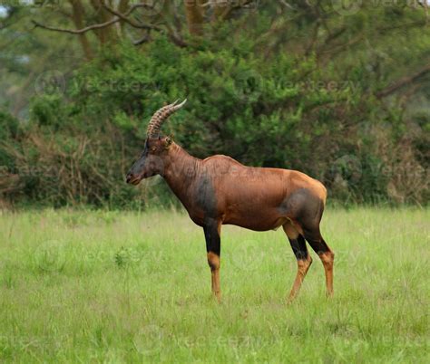 African Tsessebe