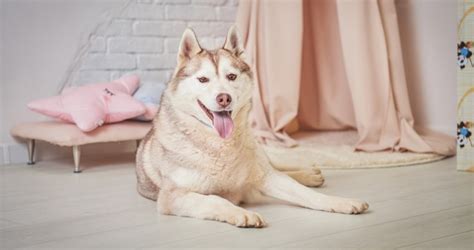 قیمت سگ اشپیتز و خصوصیات 02 تیر دهکده حیوانات