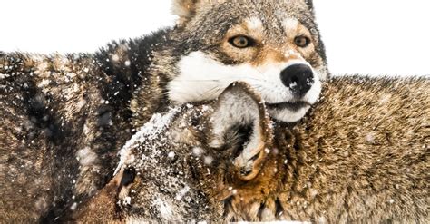 Sexual Maturity And Spaying Or Neutering Your Pet Wolf Sexual Maturity And Spaying Or Neutering Your Pet Wolf