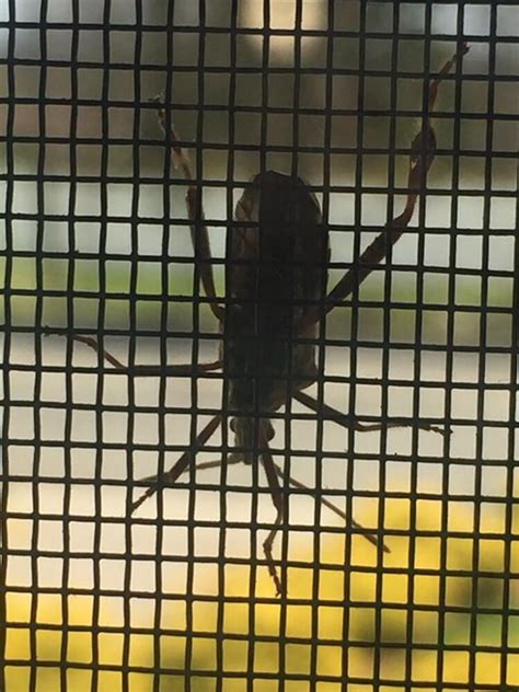 Is This A Kissingassassin Bug Central Nj Best I Could Get Because I