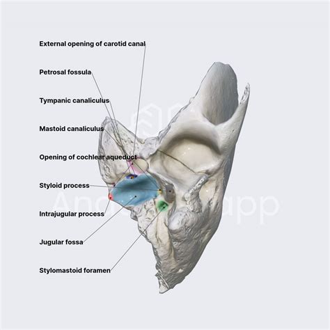 Inferior Surface Of Petrous Part Anatomyapp