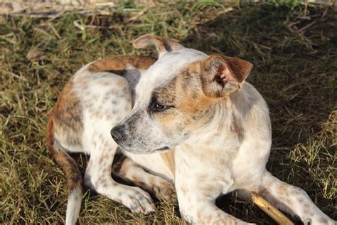 Red Heeler Pitbull Mix