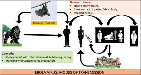Ebola Virus An Overview