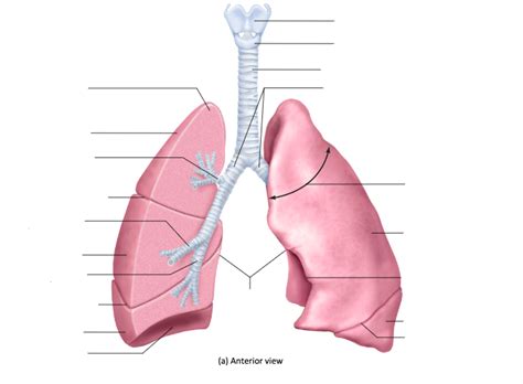 Lab Exam Ii 6 Diagram Quizlet