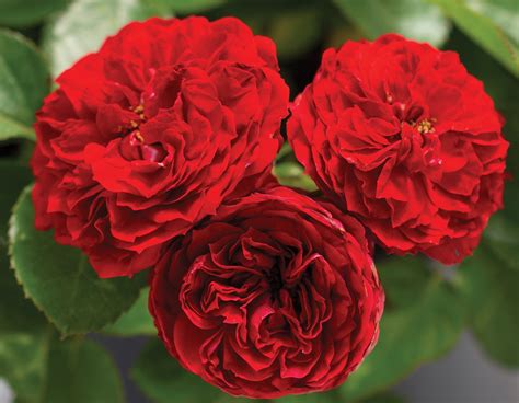 Rose Floribunda Veranda Roxanne Milaegers