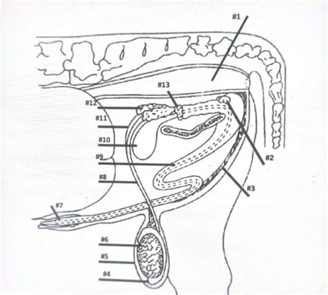 Ansc 107 Male Bovine Reproductive Tract Diagram Quizlet