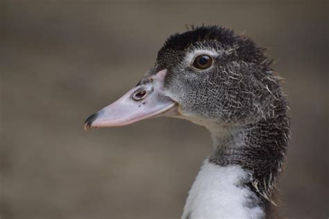 Gemelas Abello 5 Secretos Para Destacar En Redes Sociales