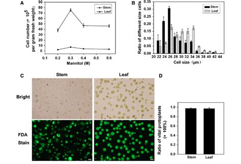 Isolation Of Protoplasts From Stems And Primary Leaves Of 5 Day Old Download Scientific Diagram