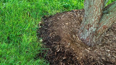 How To Mulch Around Trees
