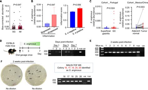 Streptococcus Anginosus Promotes Gastric Inflammation Atrophy And