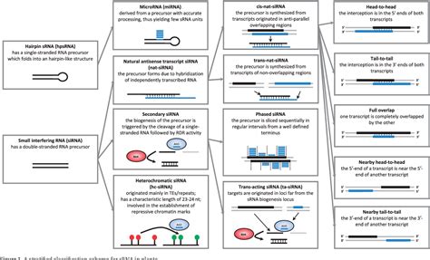 Figure 1 From Computational Tools For Plant Small Rna Detection And Categorization Semantic